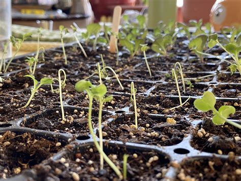 Troubleshooting Seedling Issues