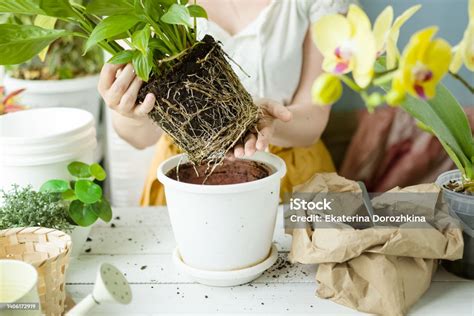 한 여성이 땅에 뿌리를 둔 꽃을 들고 새 냄비에 이식합니다 식물 이식 꽃이 피는 식물 흙 및 물이있는 냄비 숙제 식물 재배 가사 집안일에 대한 스톡 사진 및 기타 이미지
