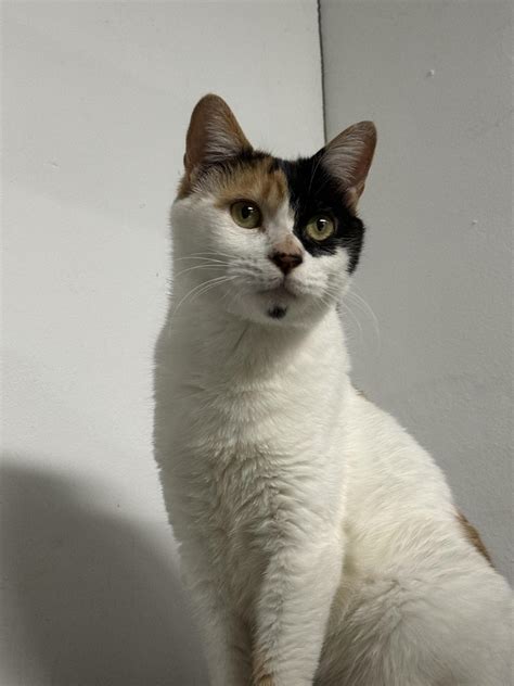 코리안 숏 헤어 삼색이 고양이 안심분양 고양이입양 강아지입양 유기견입양 현황 아이조아보호소