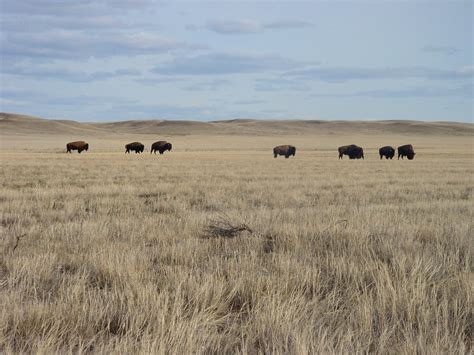 Grasslands National Park Wikipedia