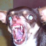 Evil Chihuahua Meme Generator Imgflip