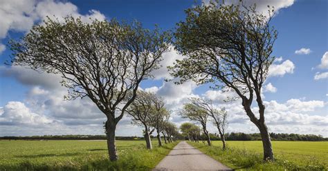 The Secret Messages Of Swaying Trees WSJ