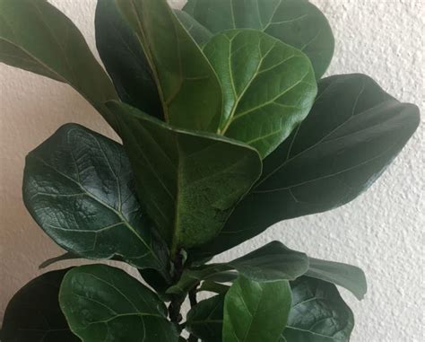 🌞 Is Direct Sunlight Good For My Dwarf Fiddle Leaf Fig