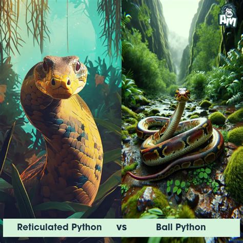 Reticulated Python Predator Prey Interactions Fights And Aggressive
