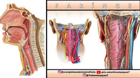 EsplacnologÍa FarÍnge Límtes Rinofarínge Bucofarínge