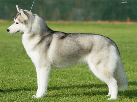Siberian Husky Husky Breeds Husky Alaskan Malamute
