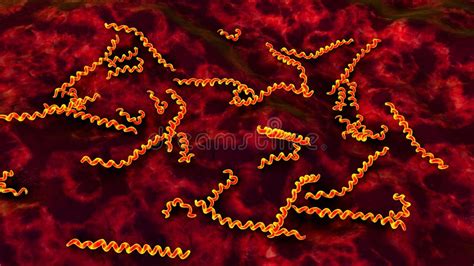 Treponema Pallidum 3d Illustration Of Spiral Shaped Bacterium Causing