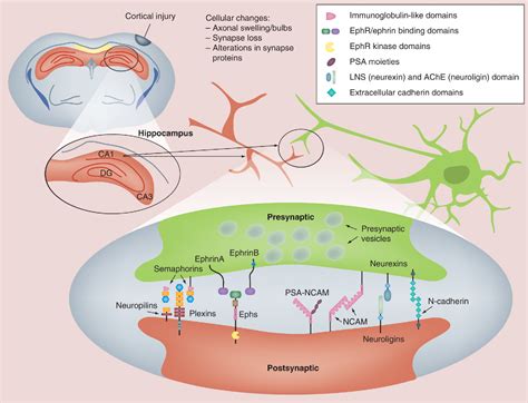 Axonal Swelling Semantic Scholar