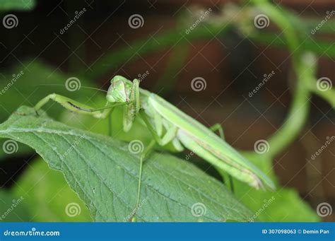 Mantis Stock Image Image Of Plant Antenna Forest 307098063