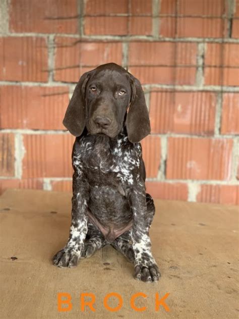 Nemški Kratkodlaki Ptičar