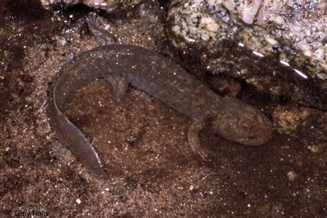 Idaho Giant Salamander Dicamptodon Aterrimus