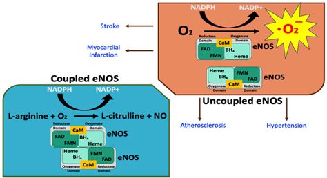 Endothelial Nitric Oxide Synthase Enos And The Cardiovascular System