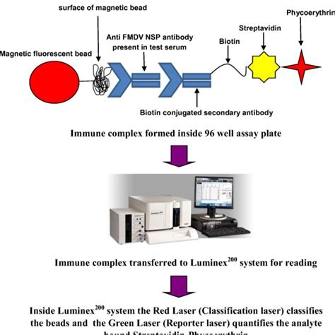 Diagrammatic Representation Of A Liquid Array Serology Assay Top