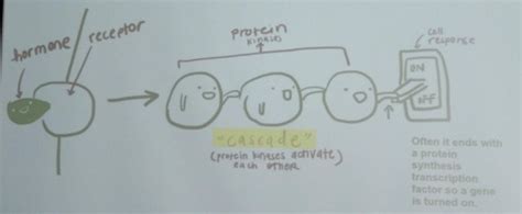 Cell Signalling Flashcards Quizlet