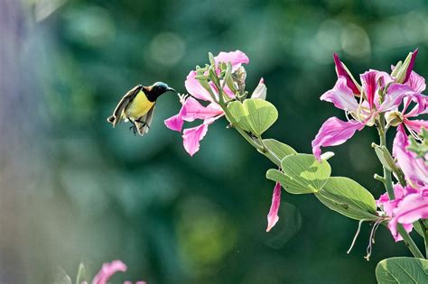 Sun Bird Flowers Free Photo On Pixabay Pixabay