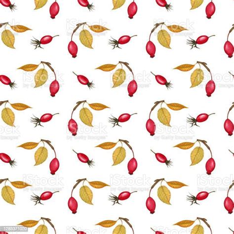 로즈힙 브랜치 매끄러운 패턴 야생 장미 레드 베리와 단풍 노란 잎 디자인 천연 프린트를 위한 손으로 그린 식물 배경 가을에 대한 스톡 벡터 아트 및 기타 이미지 Istock