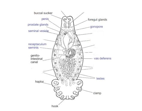 Monogenean — Printable Worksheet Monogenean — Printable Worksheet