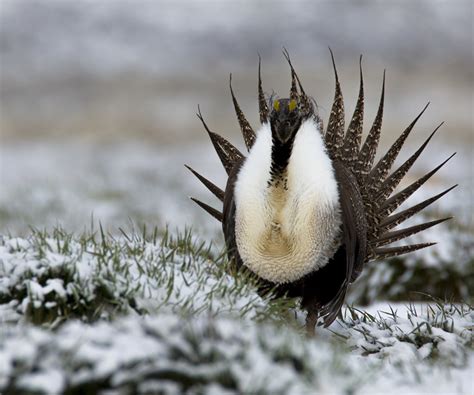 Mapping Biodiversity Natureserve