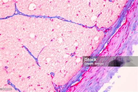 Tissue Of Optic Nerve Human Cornea From Eye Human And Eyelid Human