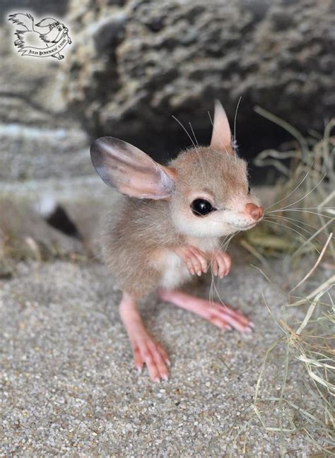 Long Eared Jerboa By Yulia Leonovich Tedsby