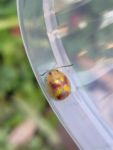 Bedbugs Or Psocids Booklice Australia Rwhatsthisbug