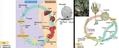 Biol 1202 Protists Flashcards Quizlet