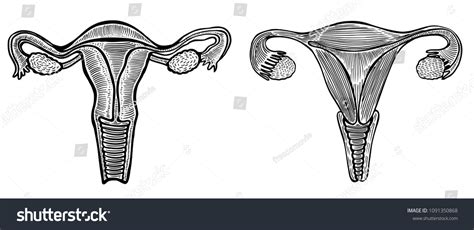 Ilustrasi Stok Medical Illustration Internal Sex Organs Woman 1091350868 Shutterstock