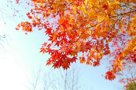 단풍나무 단풍 가을 단풍잎 나뭇잎 사진 이미지 일러스트 캘리그라피 매력덩어리연서작가