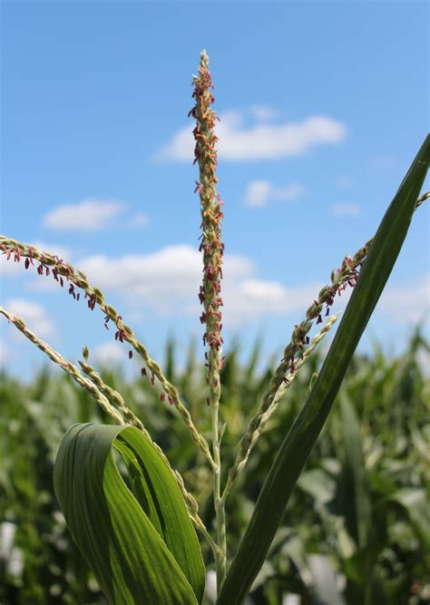 2025 Corn Inbred Lines Release Co487 Agriculturecanadaca