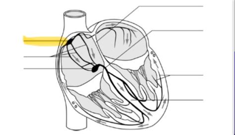 Cardiac Conduction Structures Flashcards Quizlet