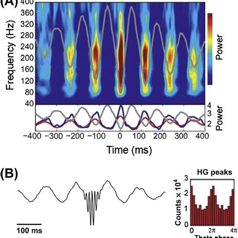 Pdf Phase Amplitude Cross Frequency Coupling Sensitivity To Phase