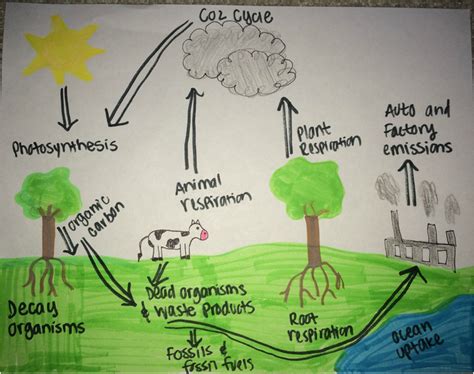 Geochemical Cycle Species Interaction Katie Nguyen