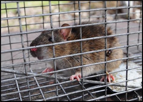 Norway Rat Control Trapping And Removal Service