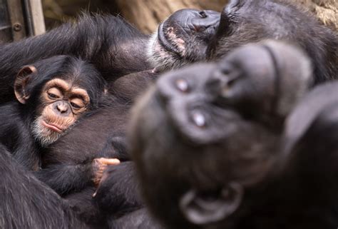Mysterious Disease Killing Chimps In West Africa Realclearscience