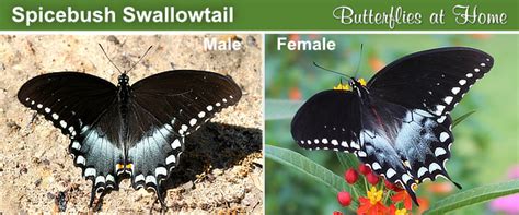 Butterfly Frequently Asked Questions Faqs Species Life Cycle Facts
