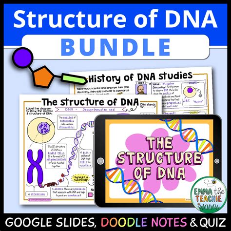 The Structure Of Dna Bundle Emmatheteachie
