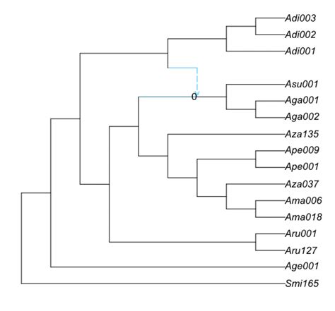 Phylogenetic Networks With Snaq Snaq Tutorial