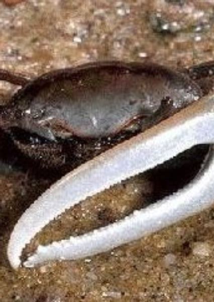 Fiddler Crab Fan Casting