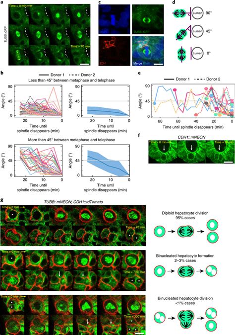 Mitotic Spindle Analyses In Human Hepatocyte Reporter Organoids Reveal