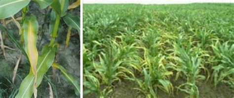 Nutrient Deficiencies Flashcards Quizlet