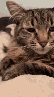 Yawning Cat S Tenor