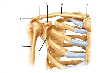 Cam Anatomy And Physiology Lab Midterm Appendicular Skeleton