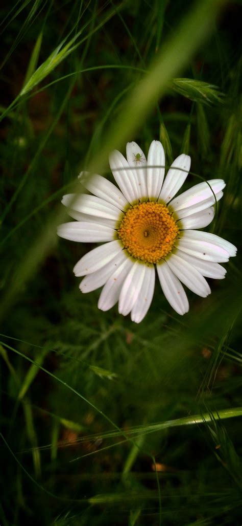 گل بابونه 🌸