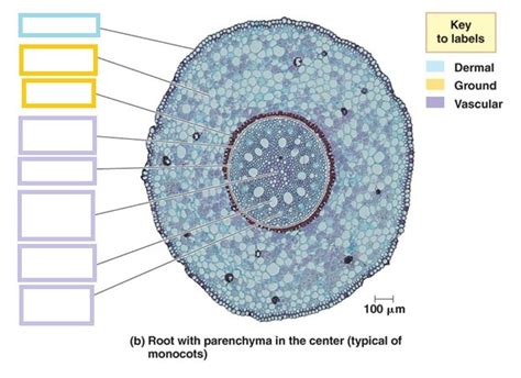 Biology Chapter 35 Vascular Bundle Monocot Diagram Quizlet