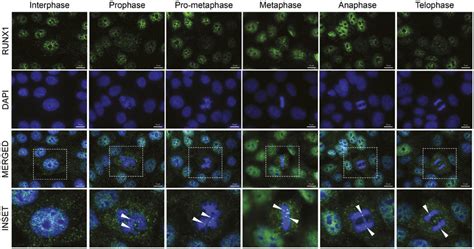 Runx1 Localizes To Punctate Subnuclear Foci In Interphase And Download Scientific Diagram