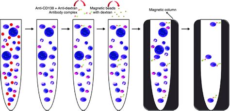 Magnetic Cell Sorting Macs Of Cd138 Cells Using The Kit Easysep Tm