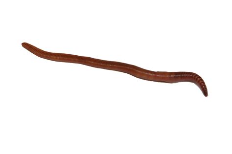 Earthworm Worm Png