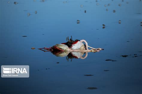 مشارکت جوامع محلی بهترین راهکاربرای حفاظت محیط زیست است پایگاه خبری جماران