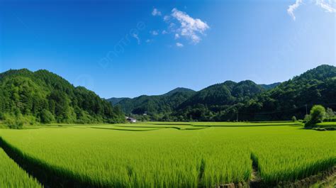 언덕과 산이 있는 푸른 논 이미지 8월 논 쌀 푸른 하늘 아키타 현 고화질 사진 사진 하늘 배경 일러스트 및 사진 무료 다운로드 Pngtree