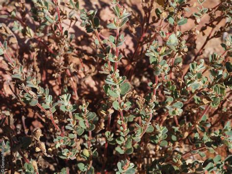 Euphorbia Australis Var Erythrantha